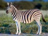 Staffordshire Zebra | Museum of the Horse